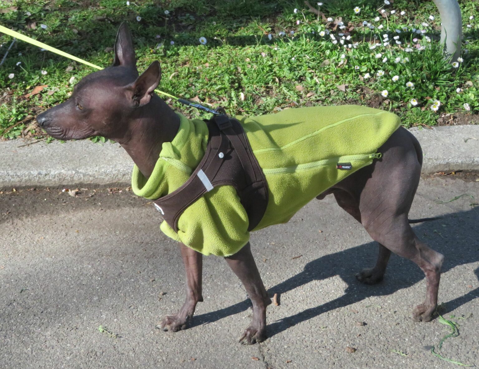 15 Interesting Facts About the Peruvian Hairless Dog - Dog Breed Pro