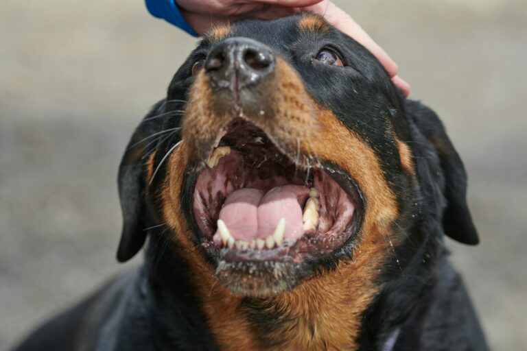 Top 15 Most Common Dog Breeds in Europe - Dog Breed Pro