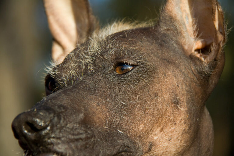 15 Interesting Facts About the Peruvian Hairless Dog - Dog Breed Pro