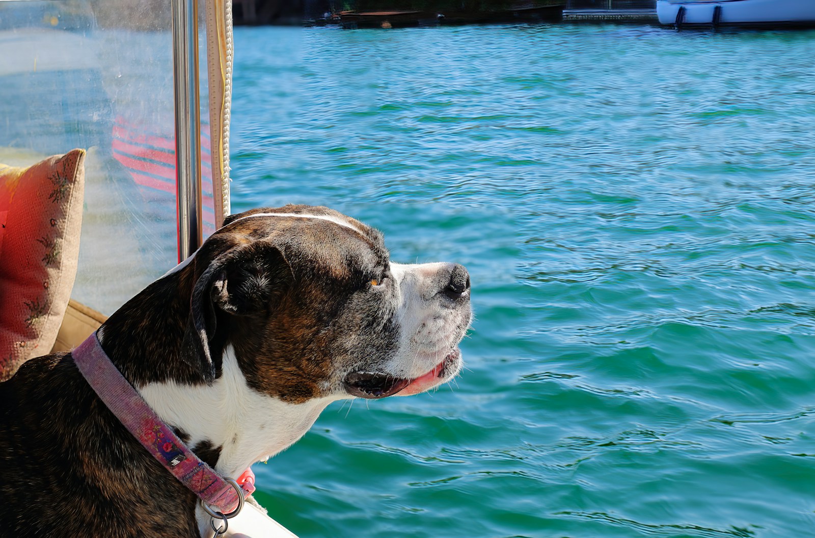 10 Most Popular Service Dog Breeds - Dog Breed Pro
