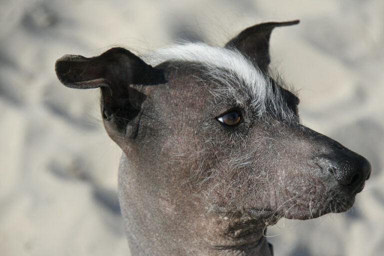 15 Interesting Facts About the Peruvian Hairless Dog - Dog Breed Pro