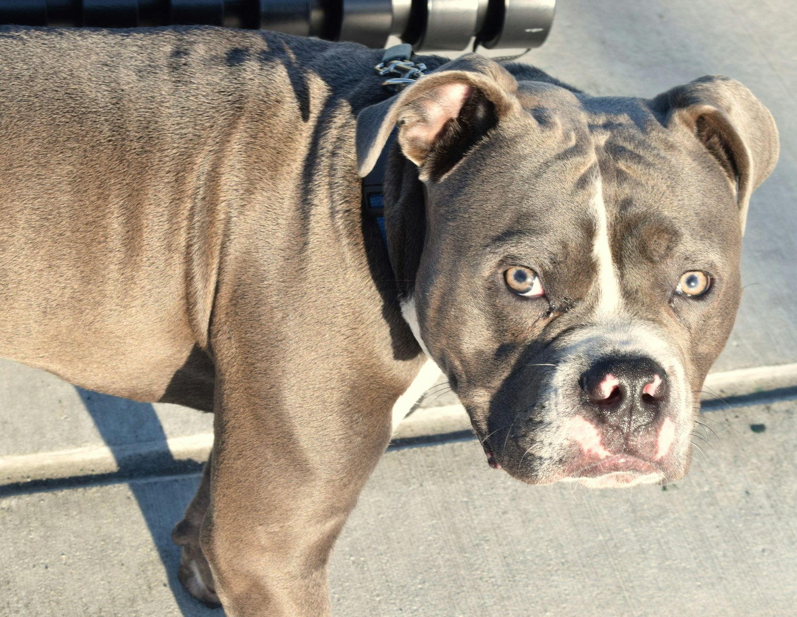 Top 15 Most Common Dog Breeds in California - Dog Breed Pro