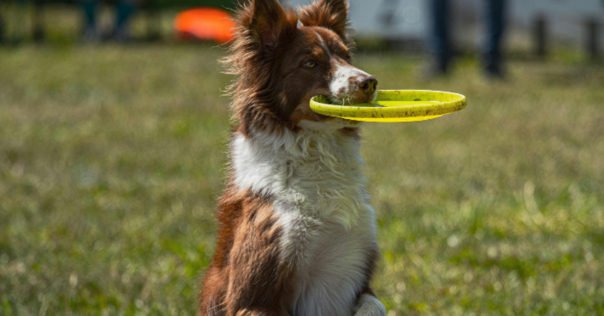 15 Behaviours That Show Your Dog Is An Alpha - Dog Breed Pro