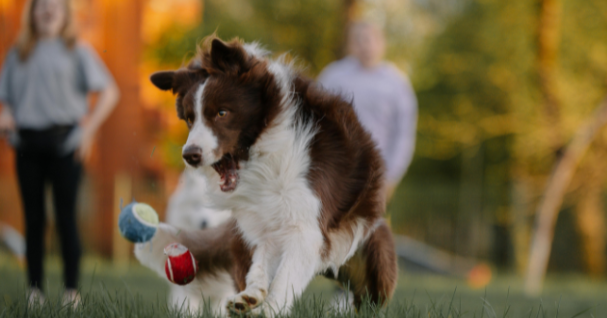 15 Dog Breeds for Owners Who Love to Play Fetch - Dog Breed Pro