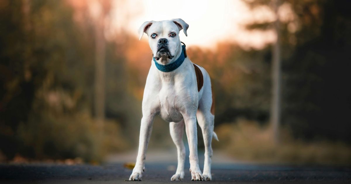 What You Need to Know Before Getting a Boxer - Dog Breed Pro