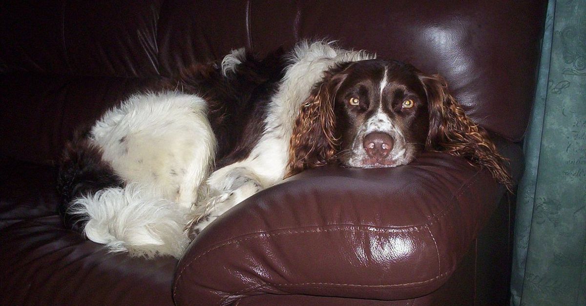 Can English Springer Spaniels Adapt to Apartment Living? - Dog Breed Pro