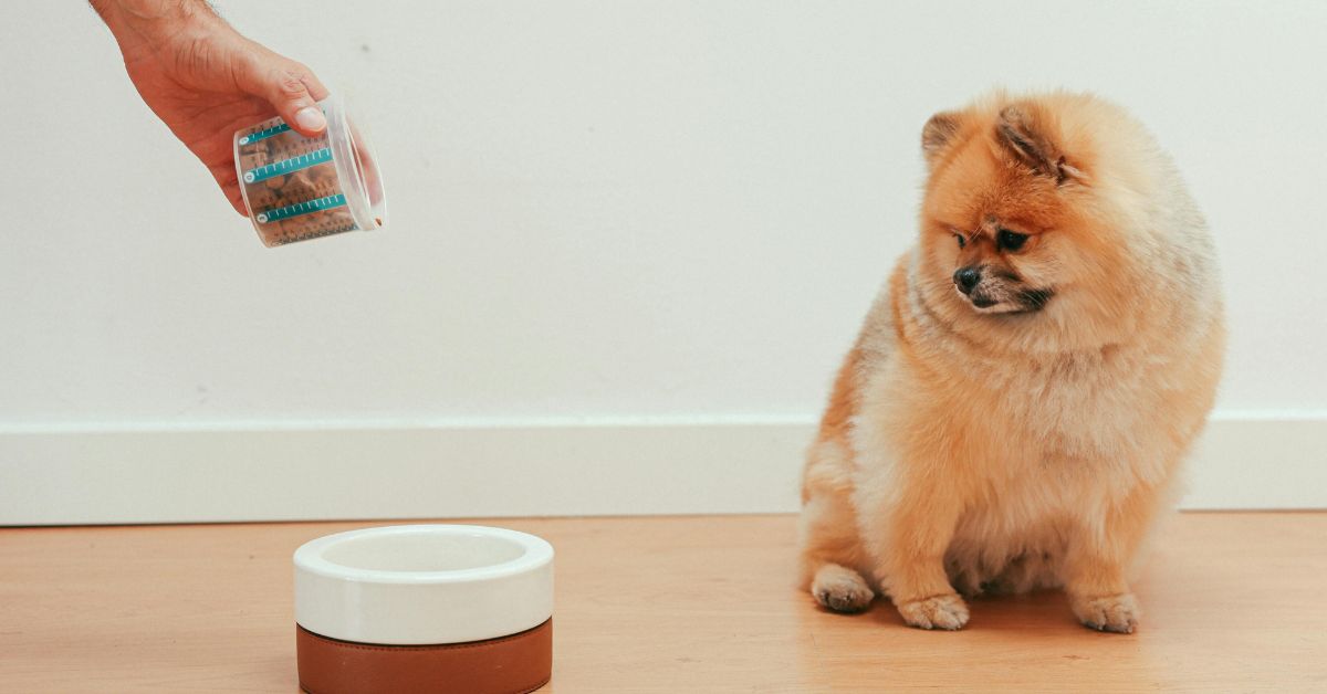 15 Ways to Help a Dog That Refuses Food but Drinks Water - Dog Breed Pro