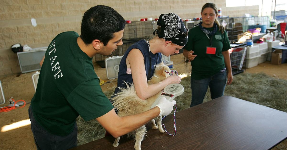 The Complete Guide to Microchipping Your Dog - Dog Breed Pro