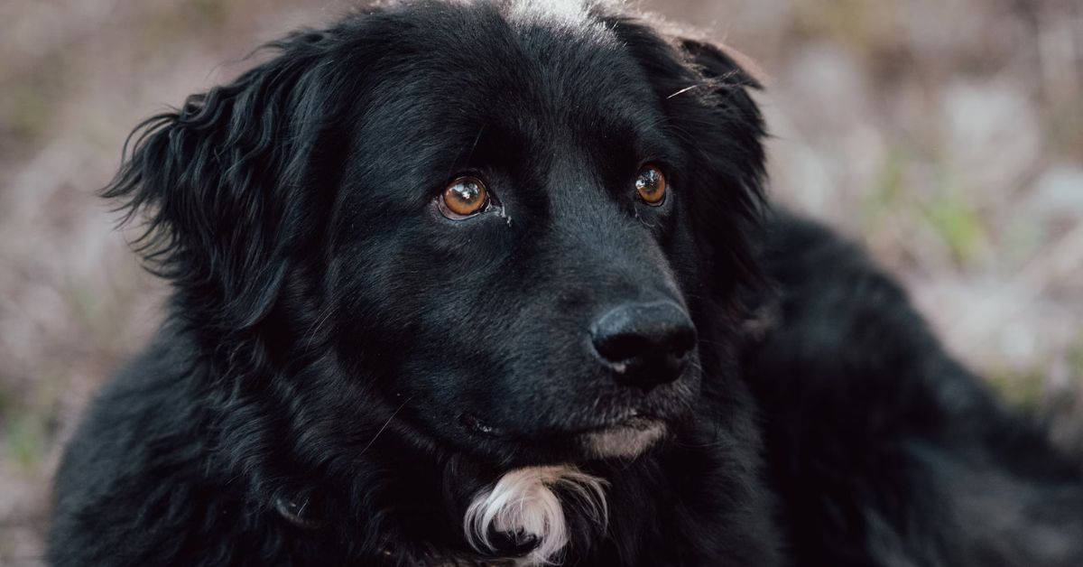 15 Fascinating Facts About the Borador - Dog Breed Pro