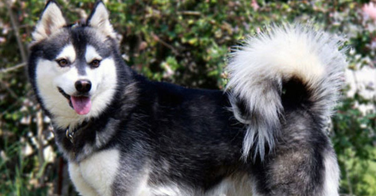 What to Expect if You Want to Own an Alaskan Klee Kai - Dog Breed Pro