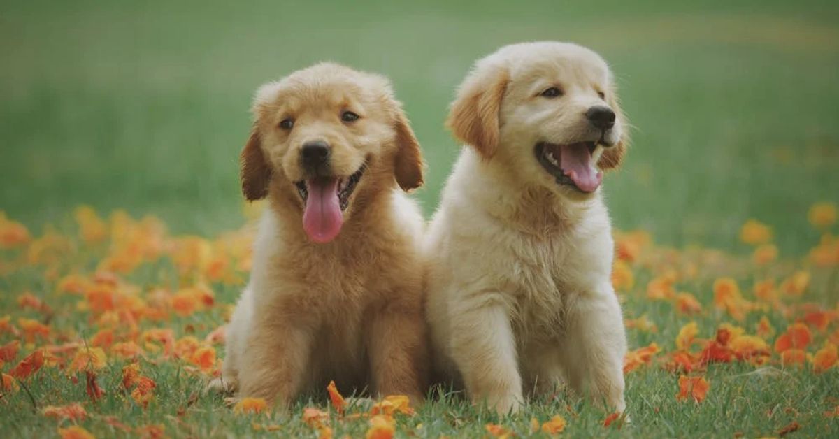 What You Need to Know About Male and Female Dogs - Dog Breed Pro
