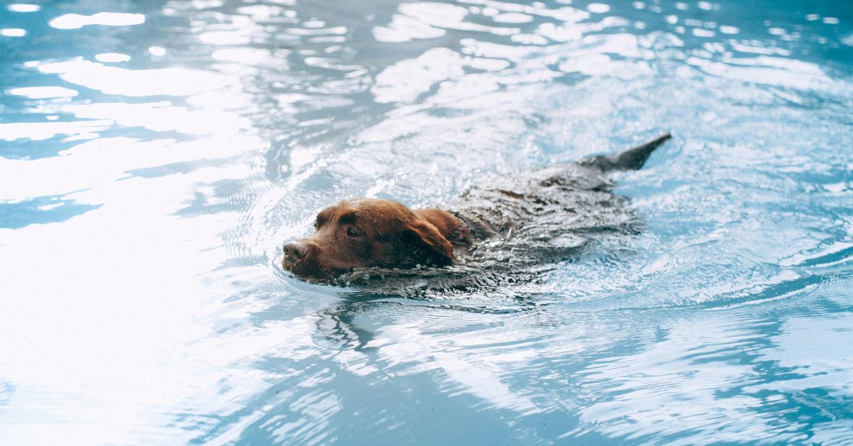 10 Things Every Dog Owner Should Know About Pool Water - Dog Breed Pro
