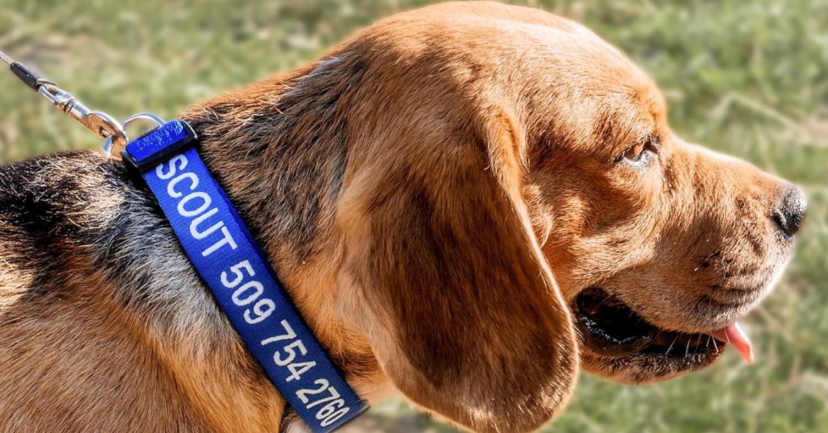 15 Dog Collars Recommended by Pet Professionals - Dog Breed Pro