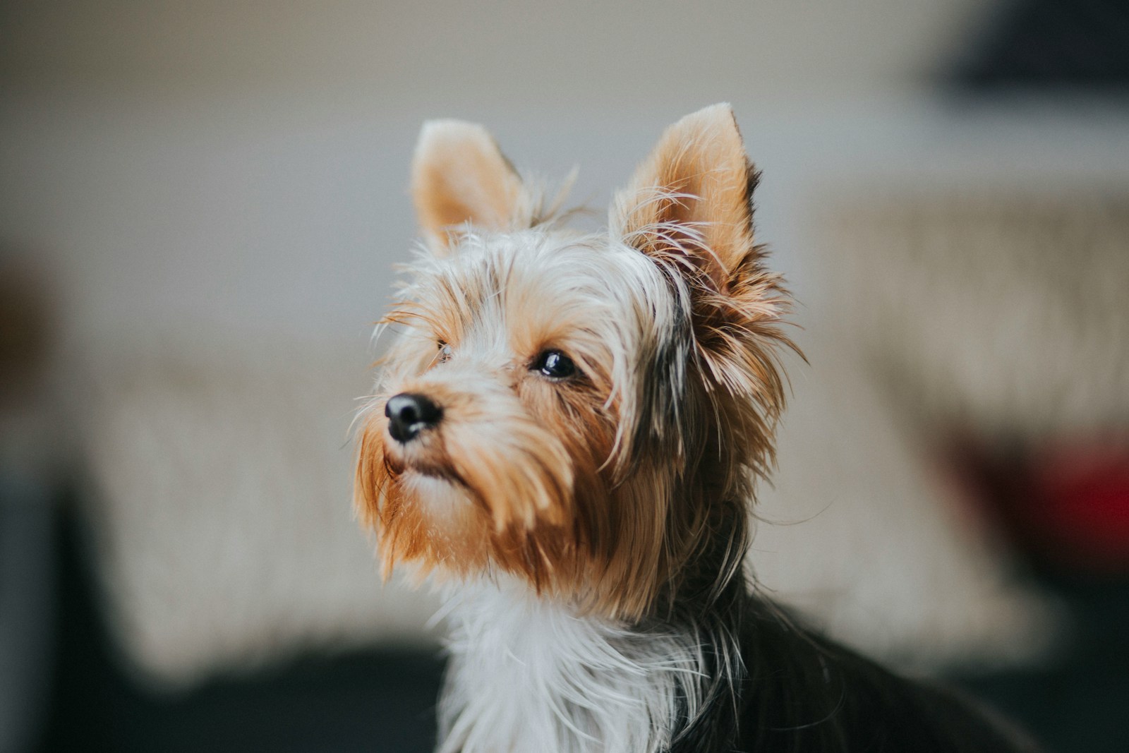 Top 15 Most Common Dog Breeds in Europe - Dog Breed Pro