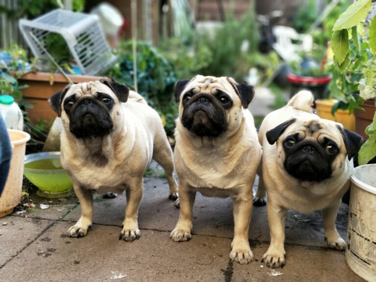 15 Dog Breeds That Stay Small Forever - Dog Breed Pro