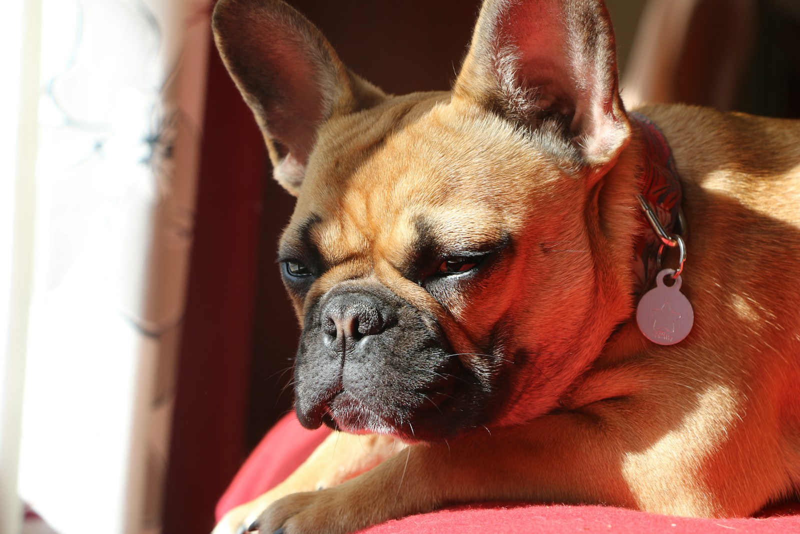 Top 15 Most Common Dog Breeds in California - Dog Breed Pro