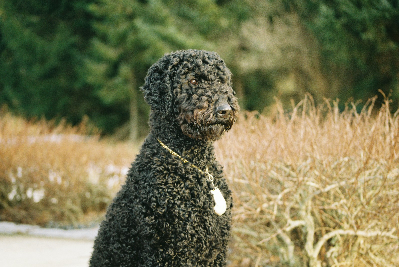 15 Interesting Facts About Poodles - Dog Breed Pro