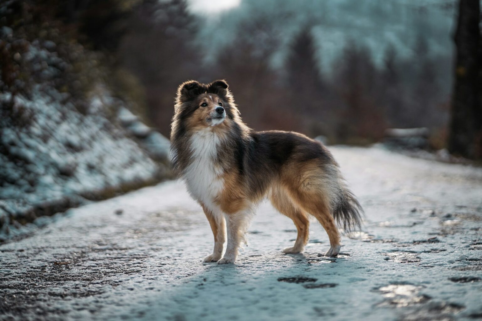 Top 15 Most Common Dog Breeds in Europe - Dog Breed Pro
