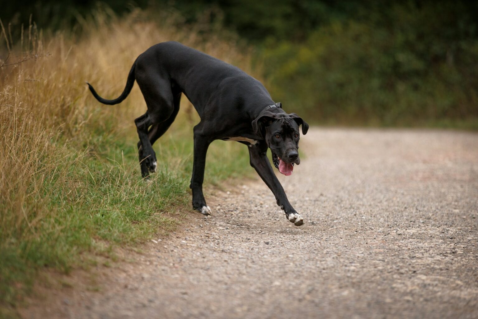 10 Most Popular Service Dog Breeds - Dog Breed Pro