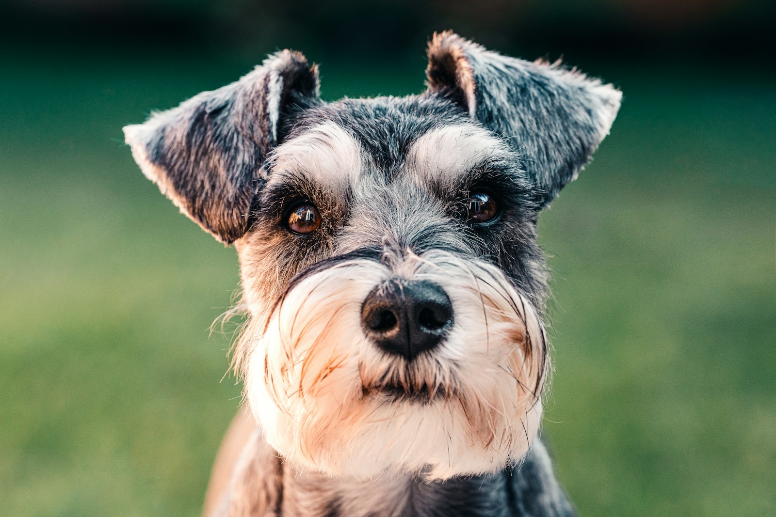 Top 15 Most Common Dog Breeds in Europe - Dog Breed Pro