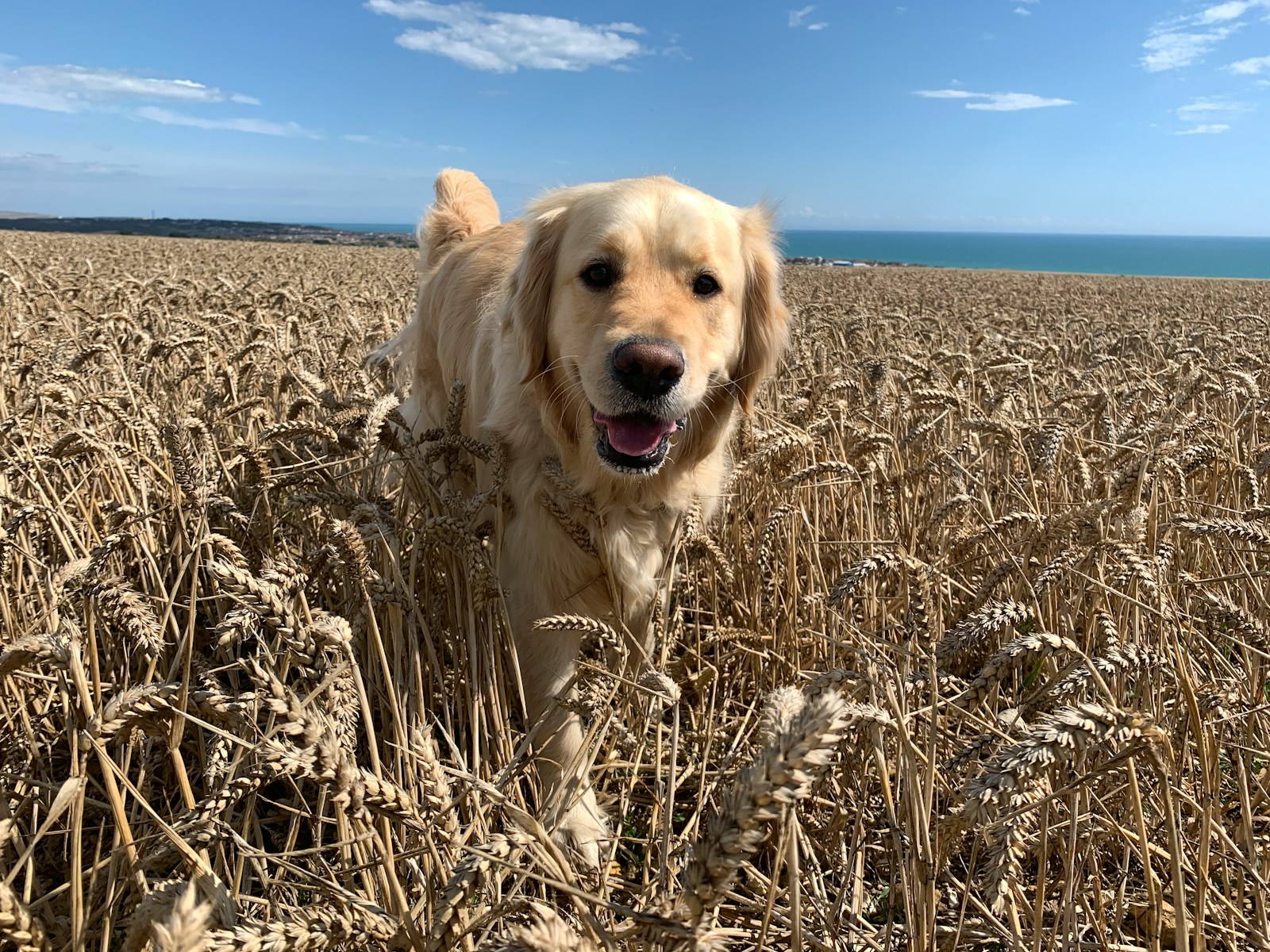 Top 15 Most Common Dog Breeds in California - Dog Breed Pro
