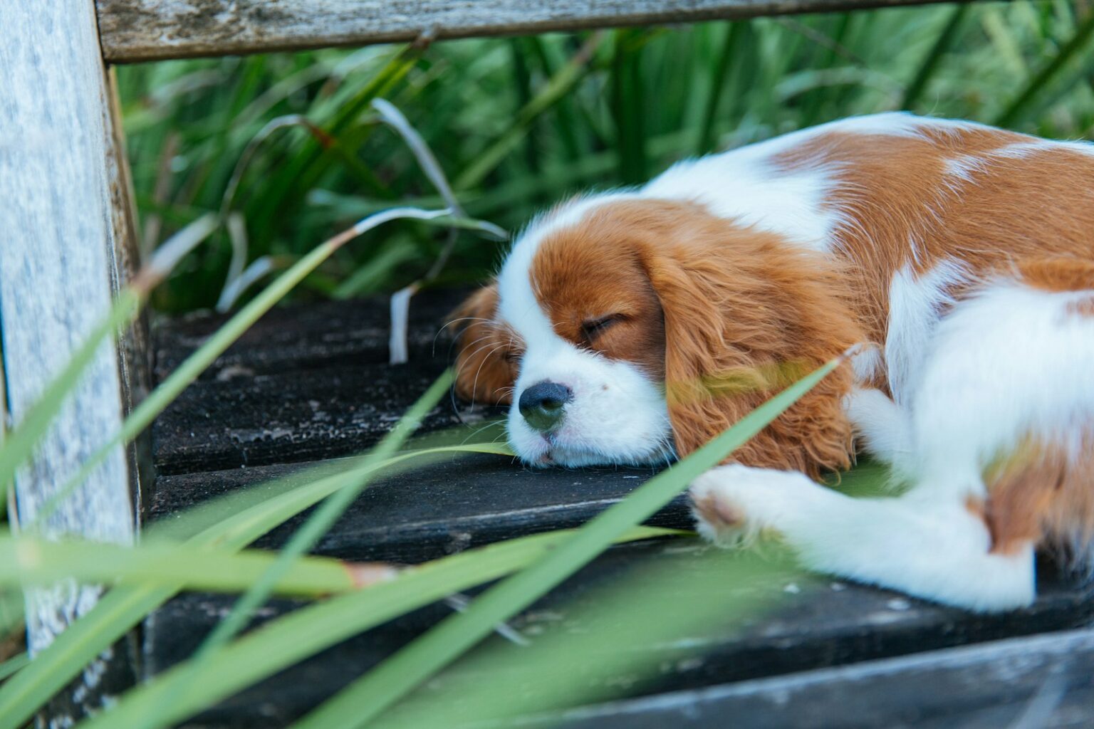15 Dog Breeds That Stay Small Forever - Dog Breed Pro