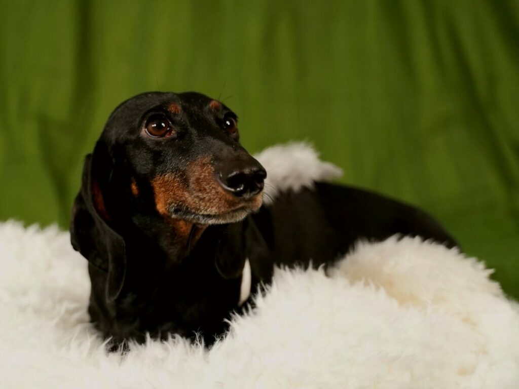 Top 15 Most Common Dog Breeds in Europe - Dog Breed Pro