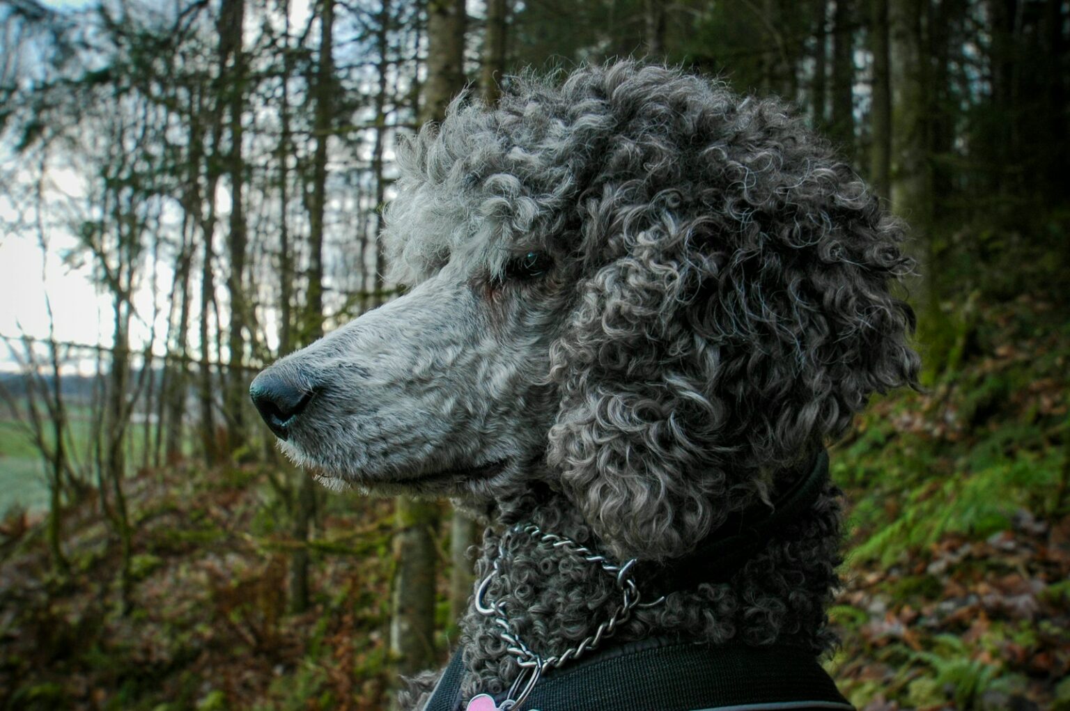 15 Interesting Facts About Poodles - Dog Breed Pro