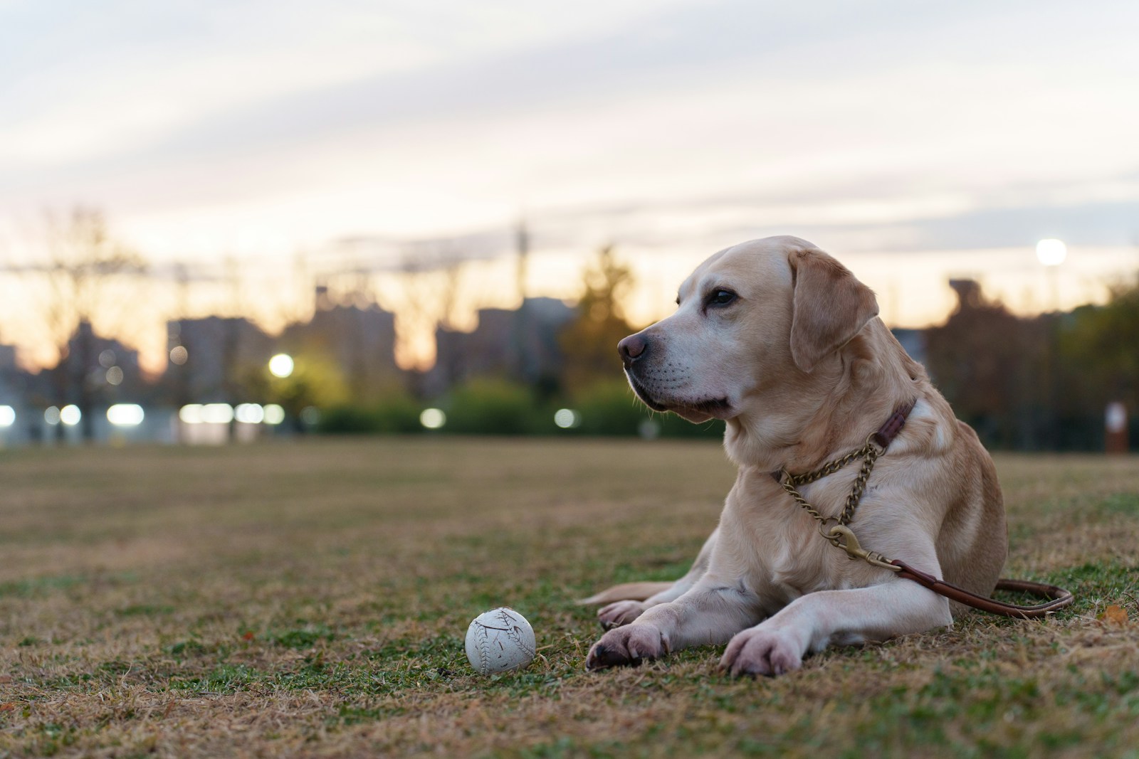 Top 15 Most Common Dog Breeds in California - Dog Breed Pro