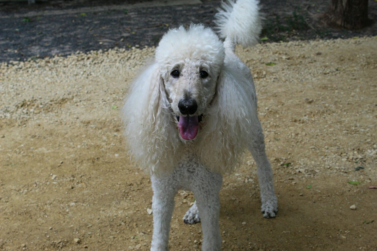 Top 15 Most Common Dog Breeds in Europe - Dog Breed Pro