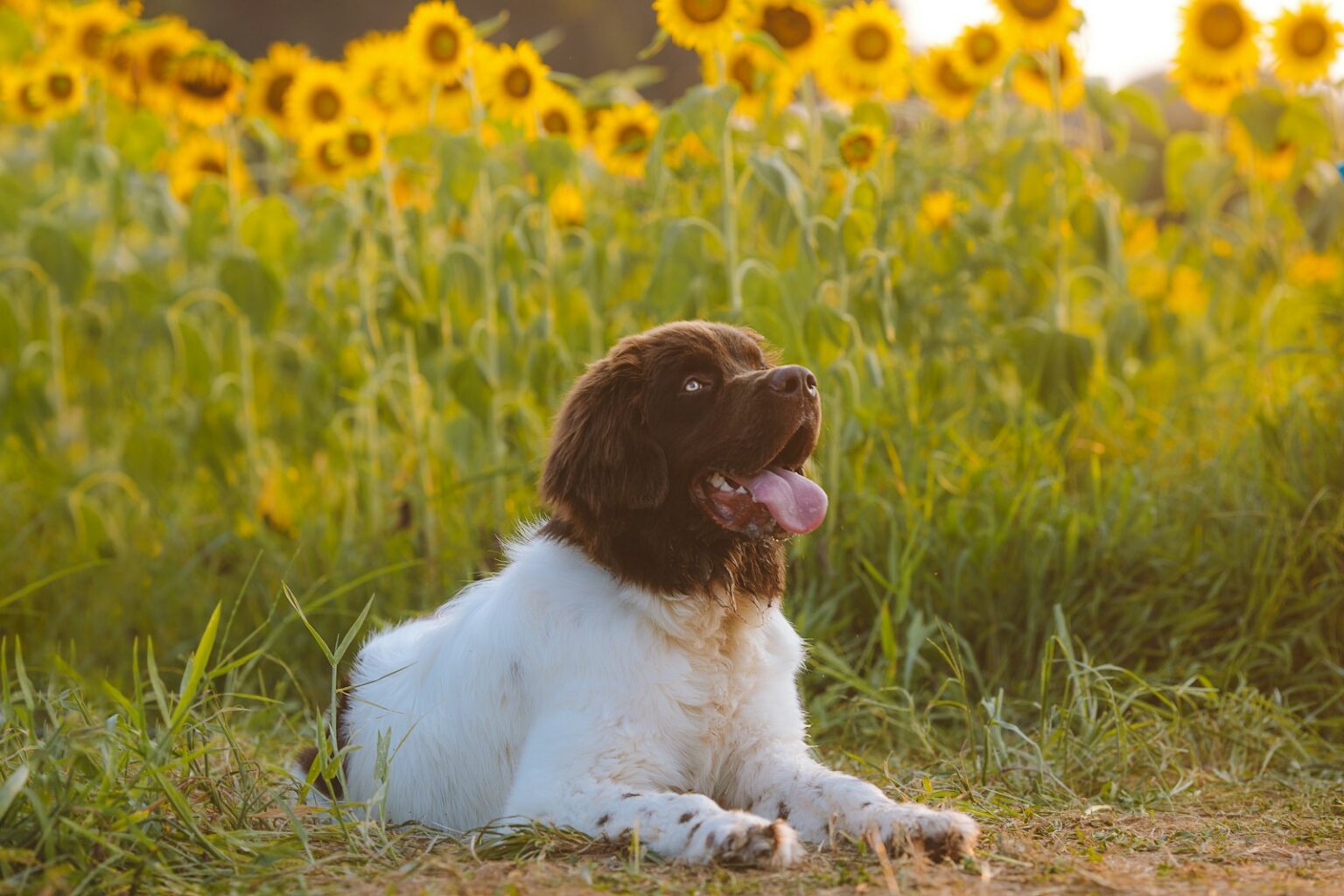 20 Best Dog Breeds for Kids - Dog Breed Pro