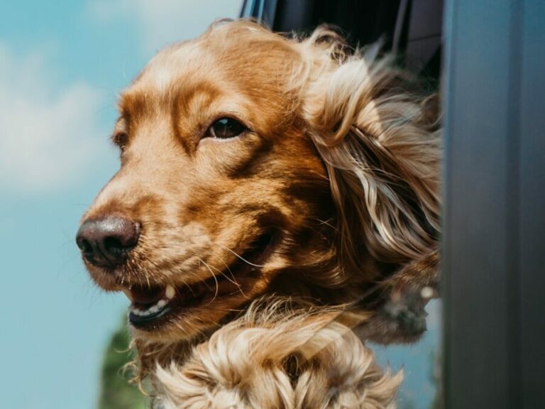 Top 15 Most Common Dog Breeds in Europe - Dog Breed Pro