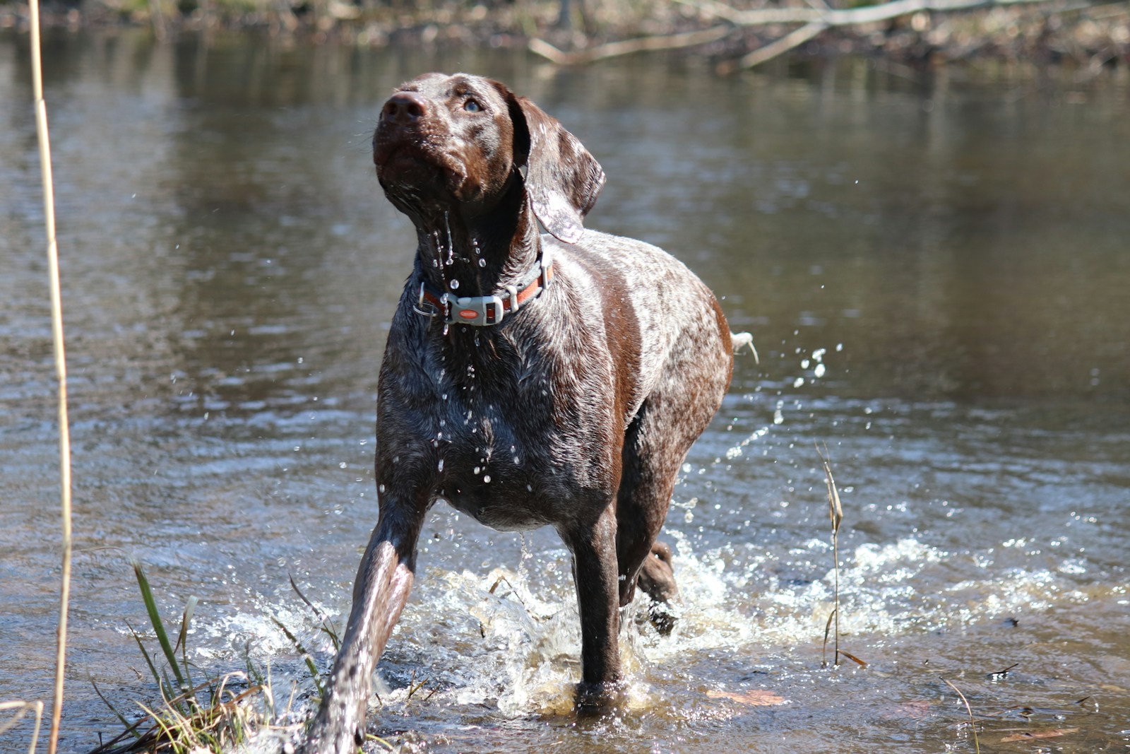 Top 15 Most Common Dog Breeds in California - Dog Breed Pro