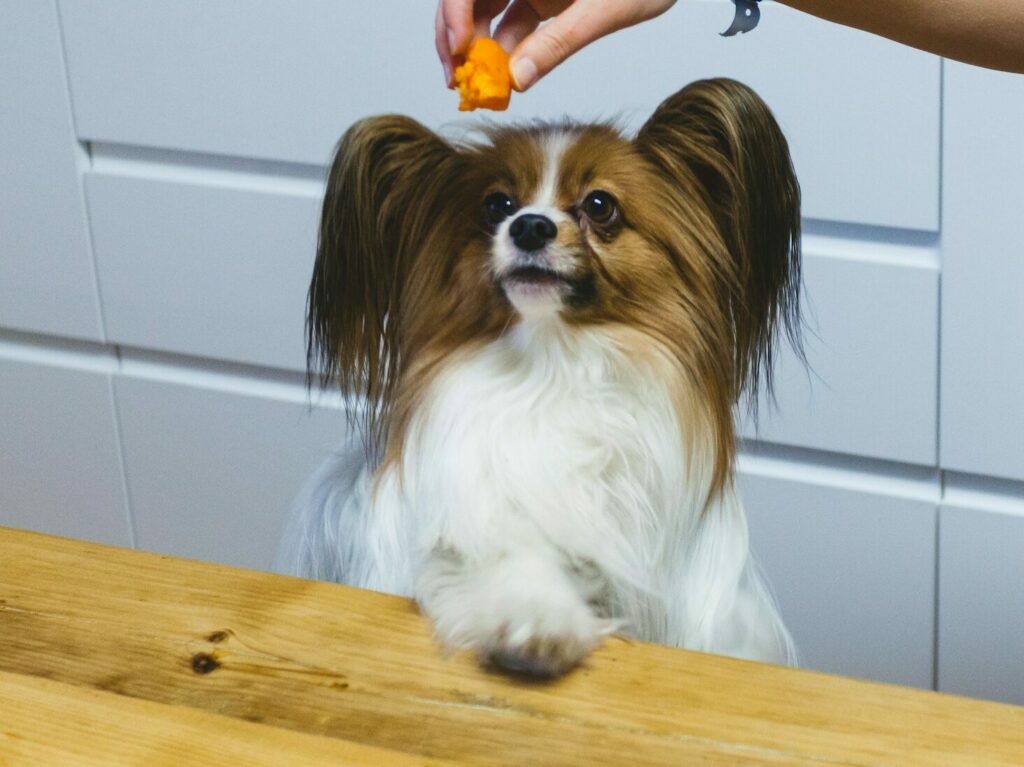 15 Dog Breeds That Stay Small Forever - Dog Breed Pro