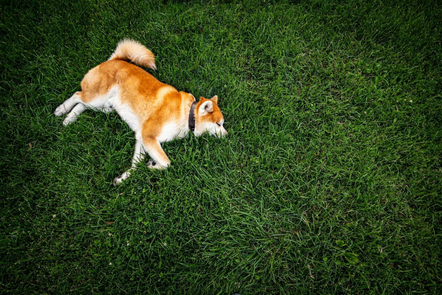 14 Dog Breeds That Look Like Wolves - Dog Breed Pro