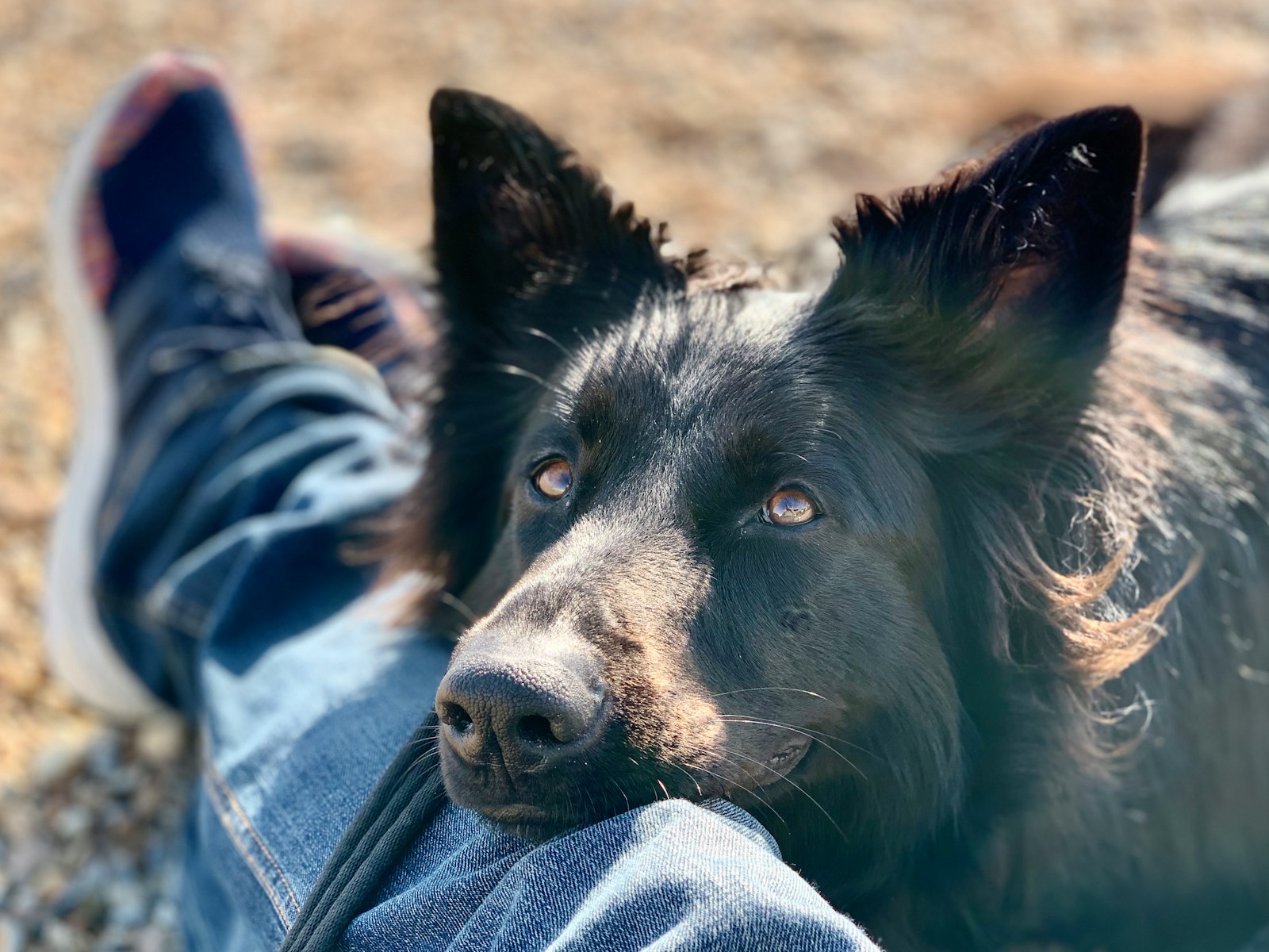 15 Signs Your Dog Loves You Dog Breed Pro