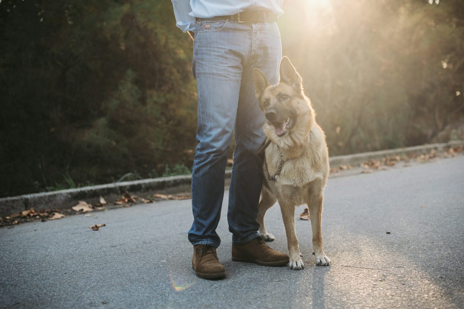 Top 15 Most Common Dog Breeds in Europe - Dog Breed Pro