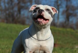 10 Dog Breeds That Look Like Pit Bulls - Dog Breed Pro