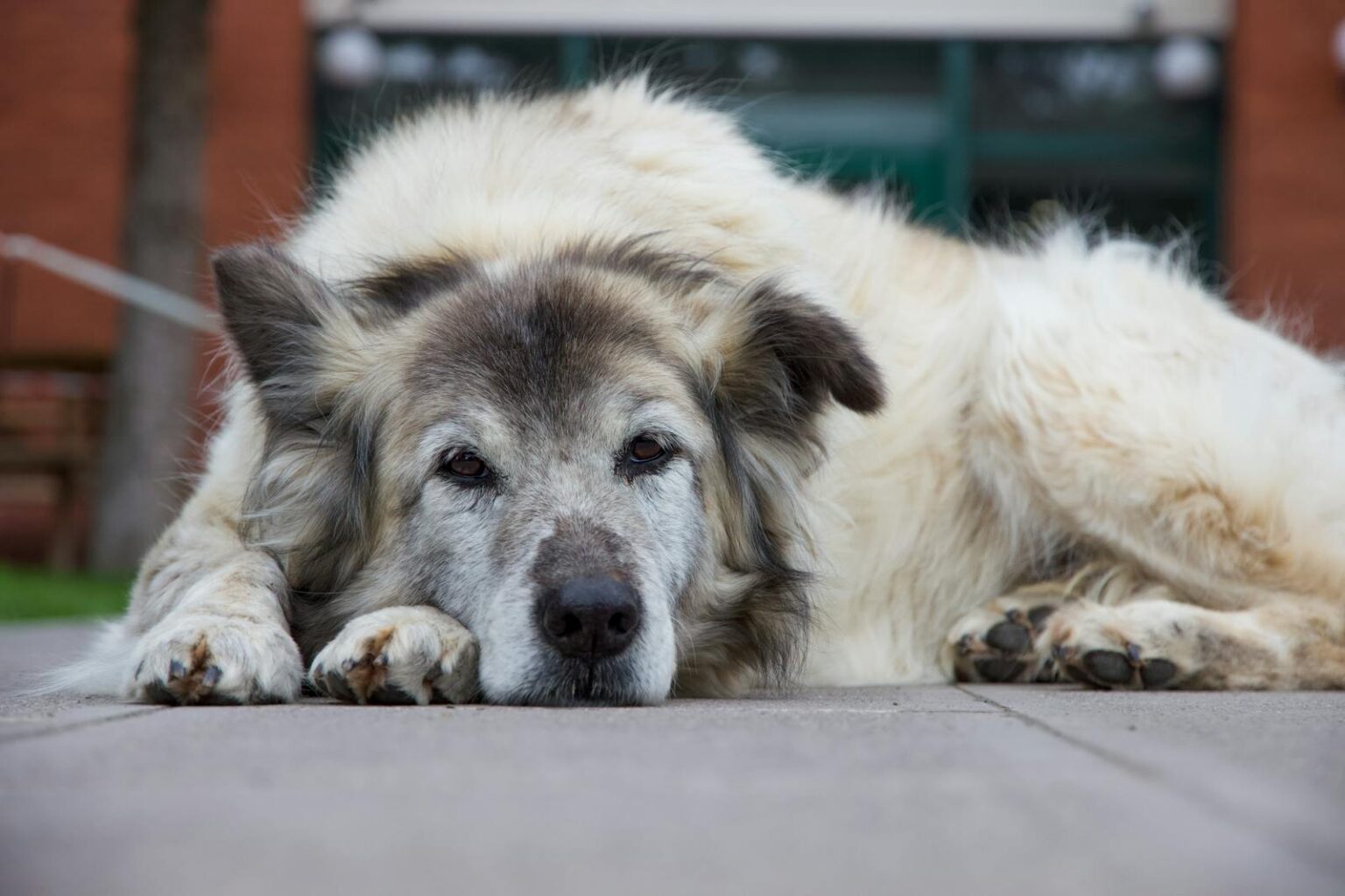25 Signs That Your Dog Is Turning Old and Needs Extra Care - Dog Breed Pro