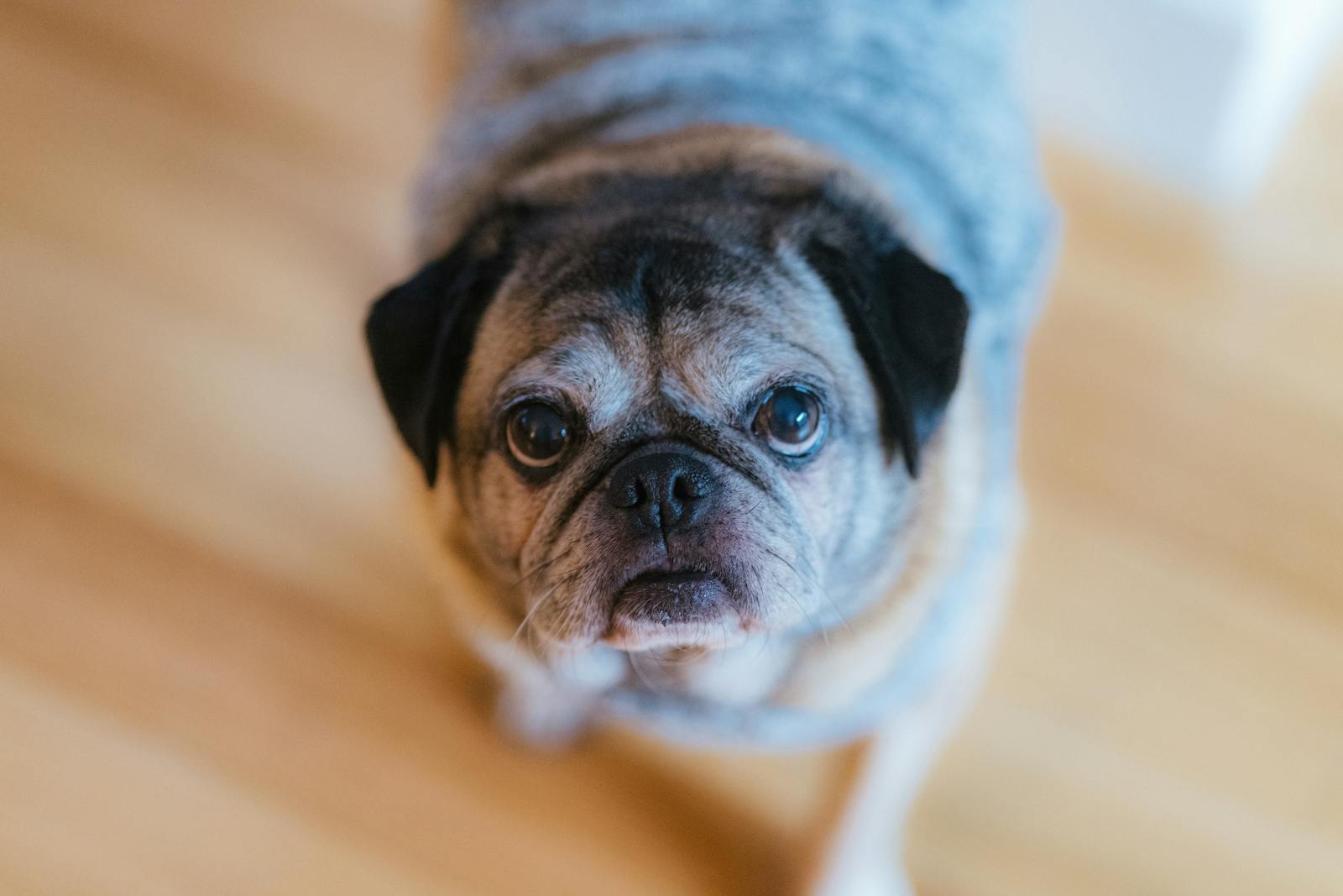 25 Signs That Your Dog Is Turning Old and Needs Extra Care - Dog Breed Pro