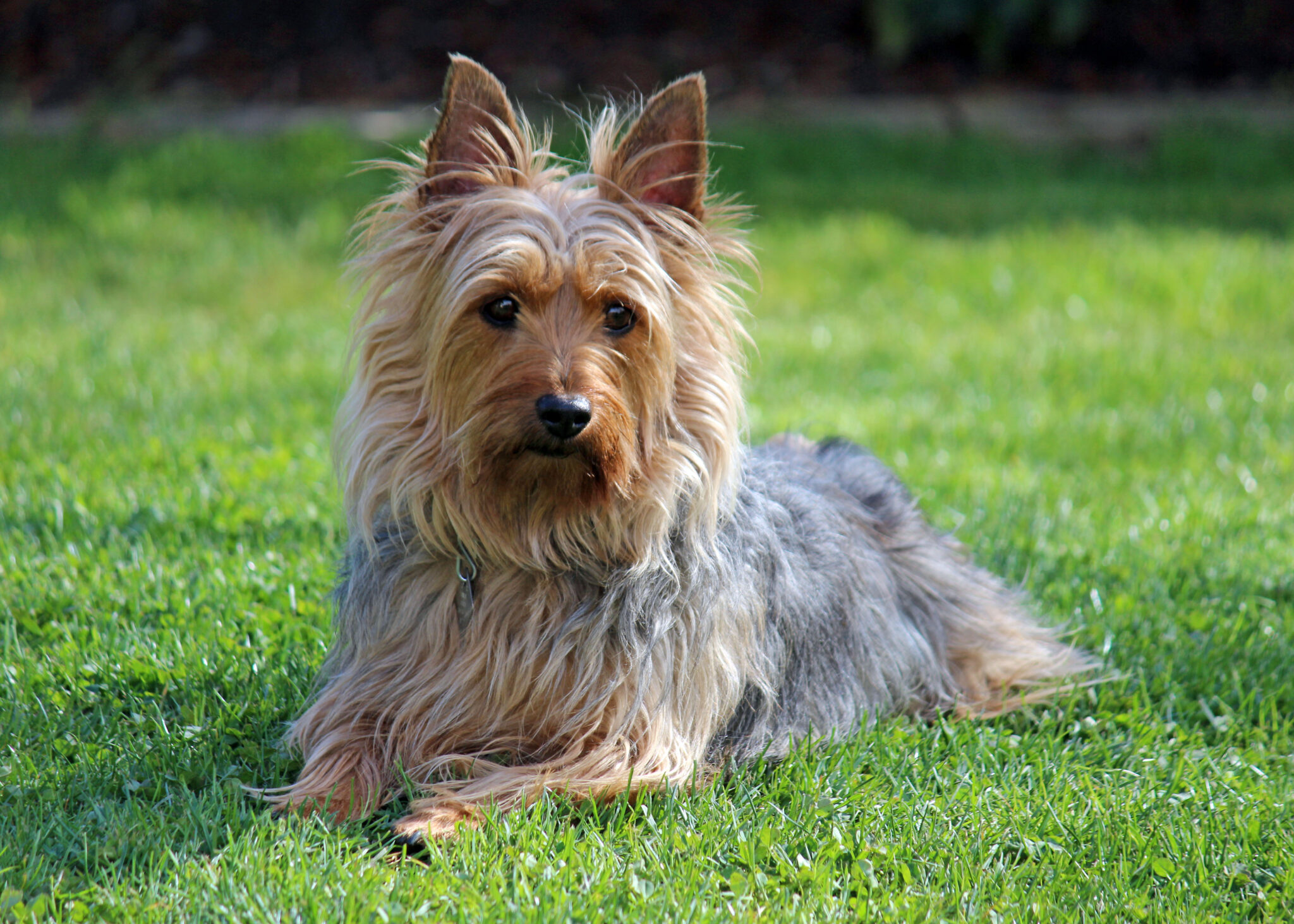 30 Small Dog Breeds That Are Perfect for Busy Families - Dog Breed Pro