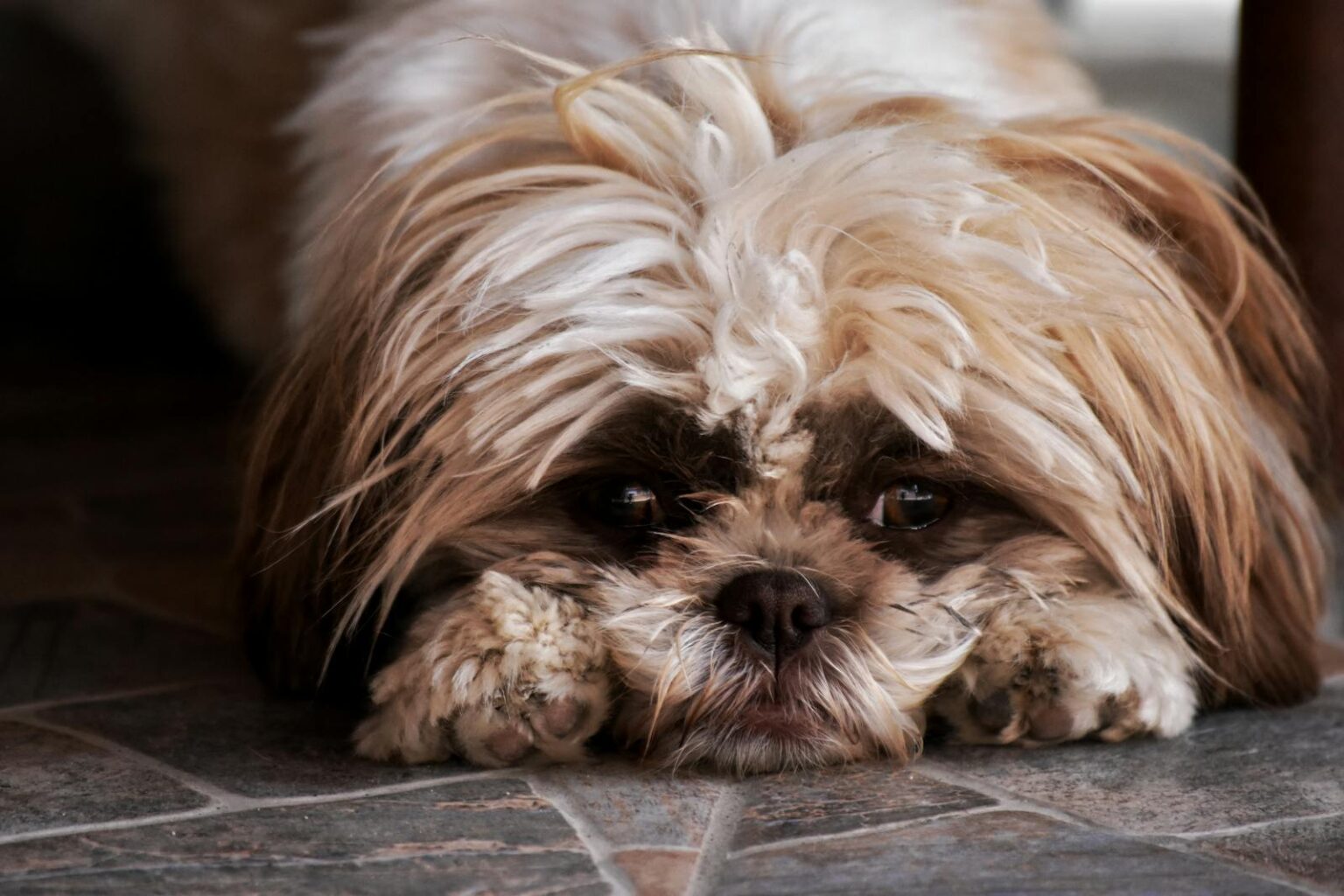 30 Warning Signs Your Dog Is in Pain - Dog Breed Pro