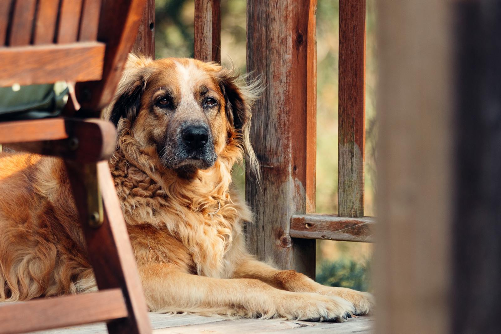 25 Signs That Your Dog Is Turning Old and Needs Extra Care - Dog Breed Pro