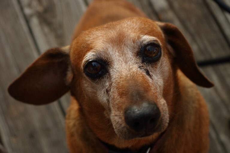 25 Signs That Your Dog Is Turning Old and Needs Extra Care - Dog Breed Pro