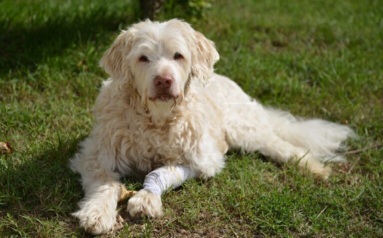 25 Signs That Your Dog Is Turning Old and Needs Extra Care - Dog Breed Pro
