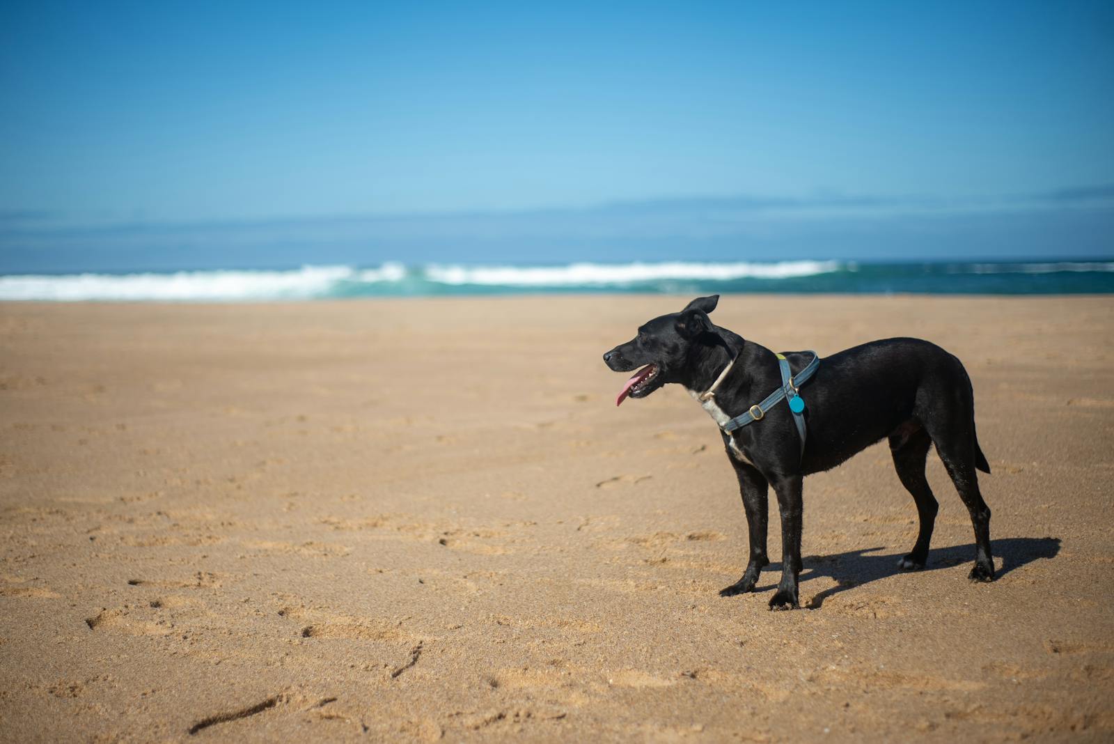 30 Warning Signs Your Dog Is in Pain - Dog Breed Pro