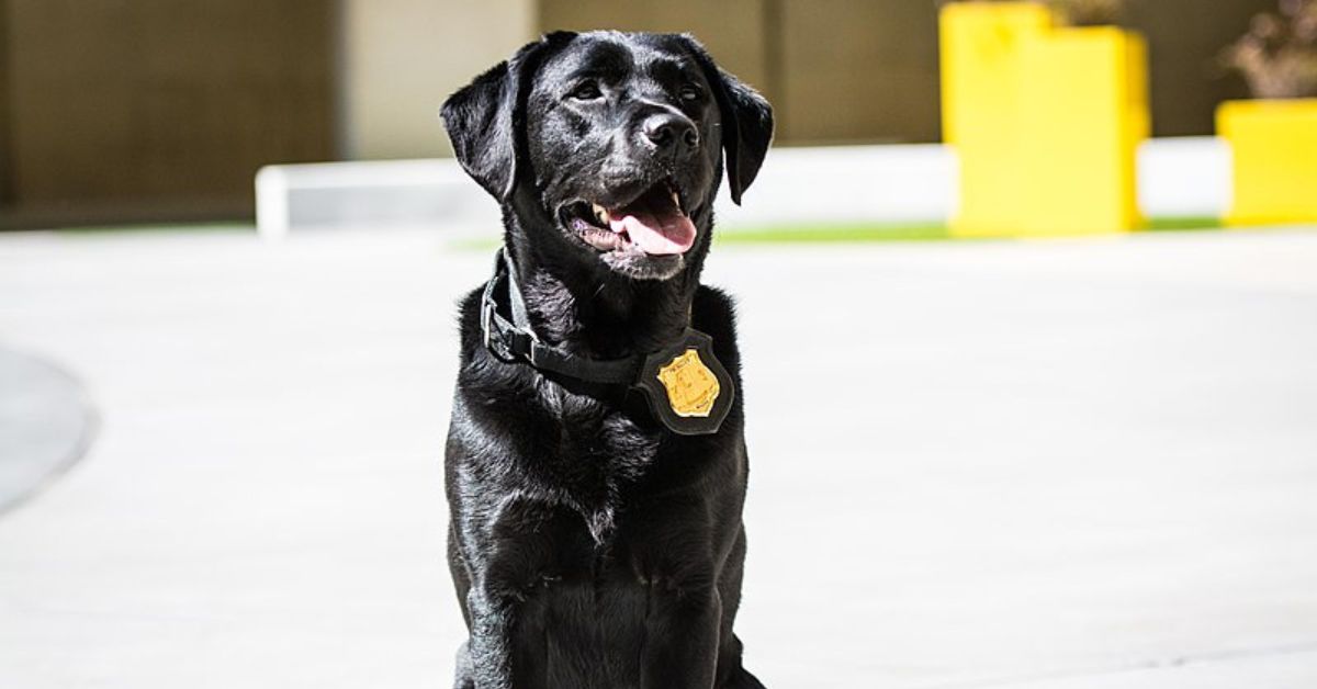 10 Police Dog That Bring Unique Skills to the Force - Dog Breed Pro