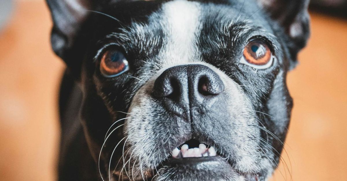 10 Things You Didn’t Know About Your Dog’s Eyesight - Dog Breed Pro