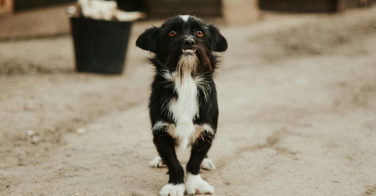 10 Cringe-Worthy Moments Only Dog Owners Understand - Dog Breed Pro