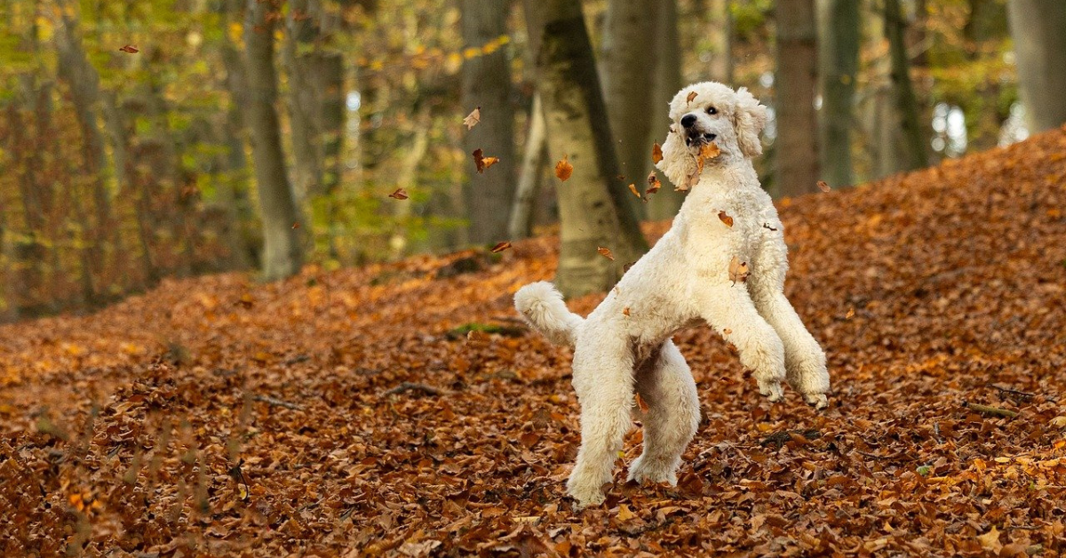 10 Reasons Fall Leaf Piles Aren’t as Safe for Your Dog as You Think ...